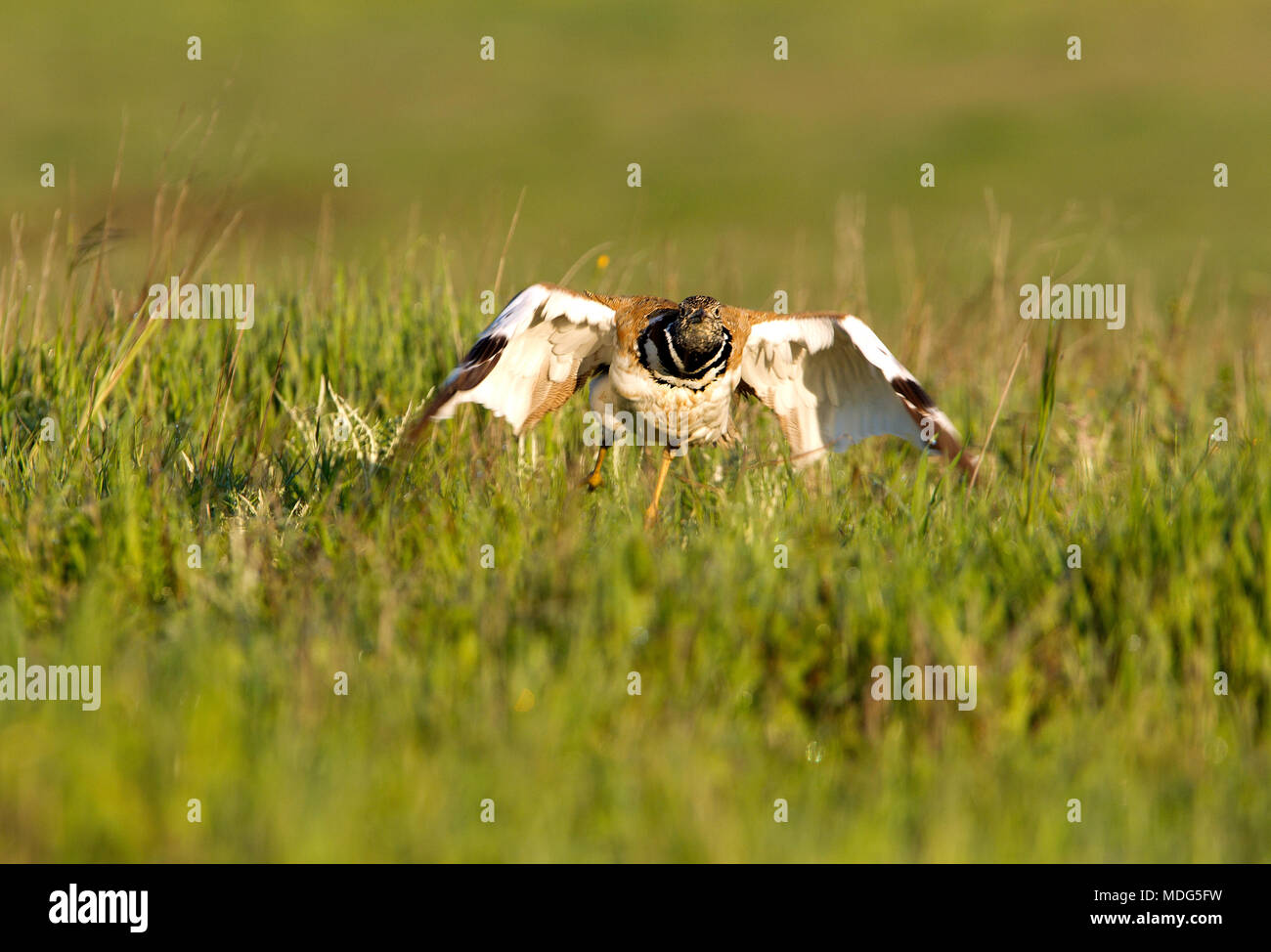 Tretrax tetrax hi-res stock photography and images - Alamy