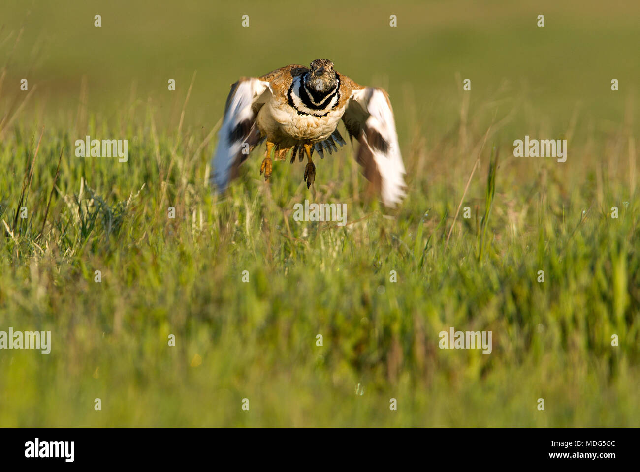 Otis tetrax tetrax tetrax hi-res stock photography and images - Alamy