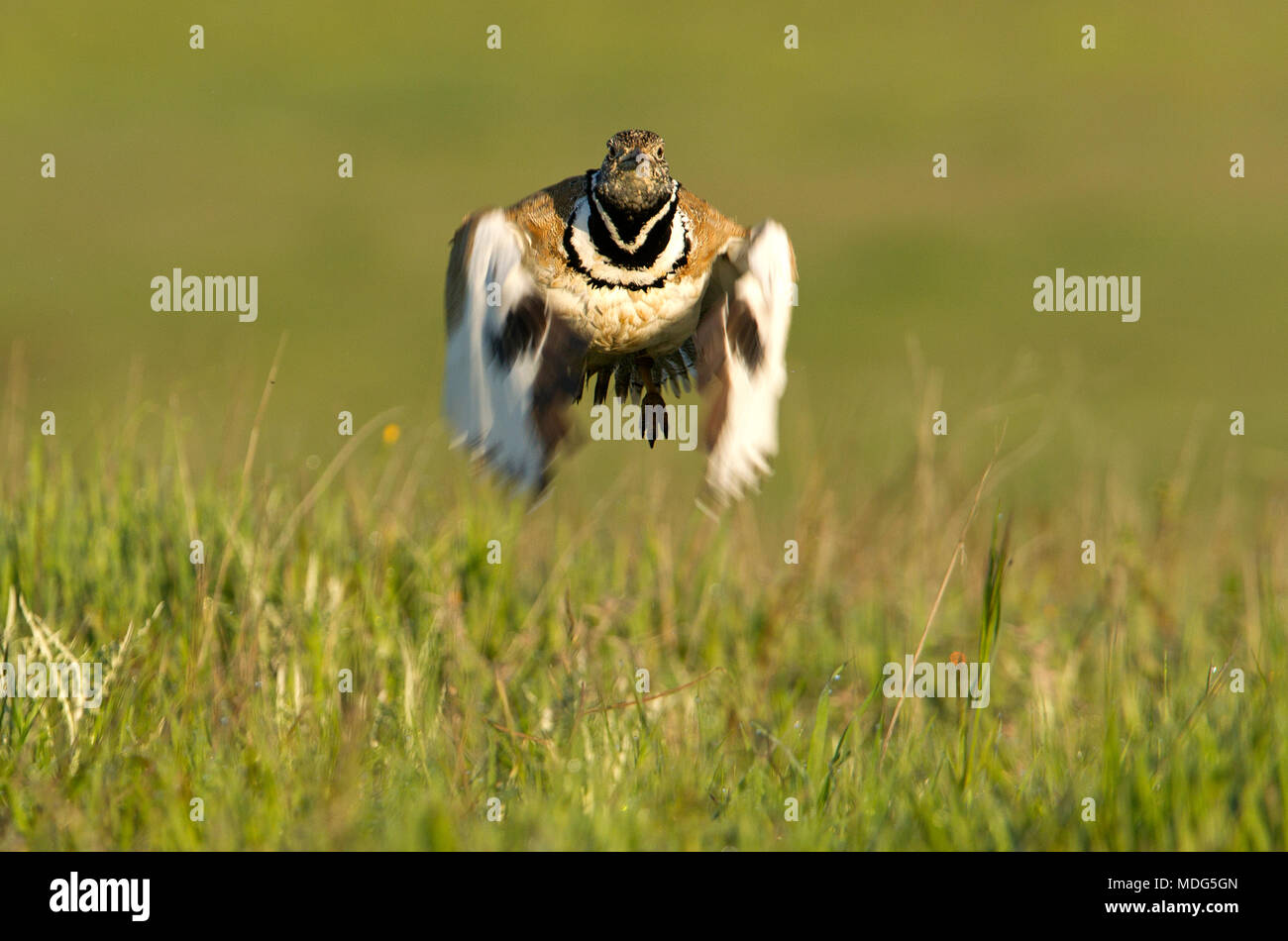 Tretrax tetrax hi-res stock photography and images - Alamy