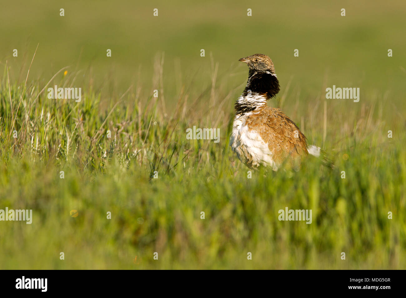 Otis tetrax tetrax tetrax hi-res stock photography and images - Alamy