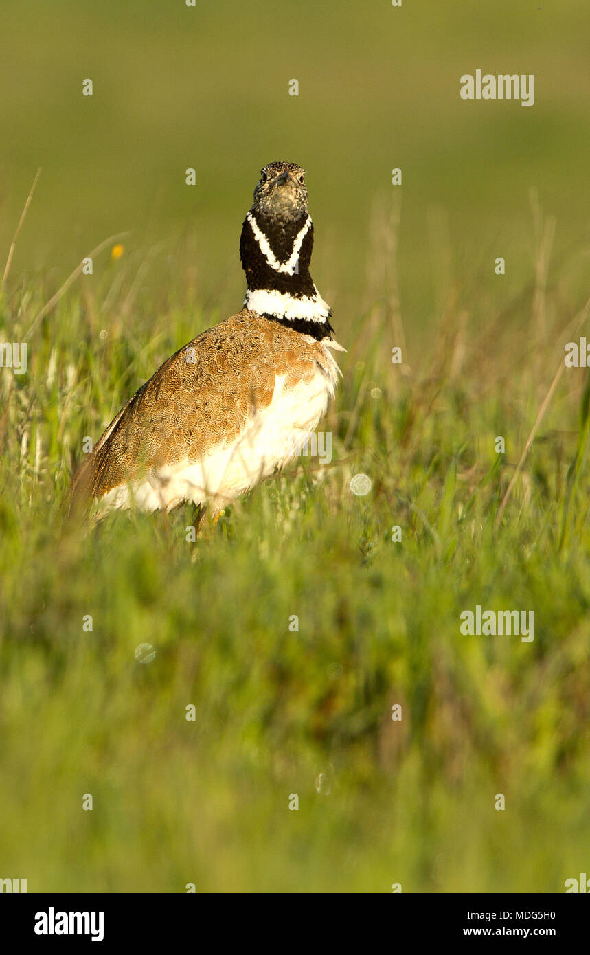 Tretrax tetrax hi-res stock photography and images - Alamy