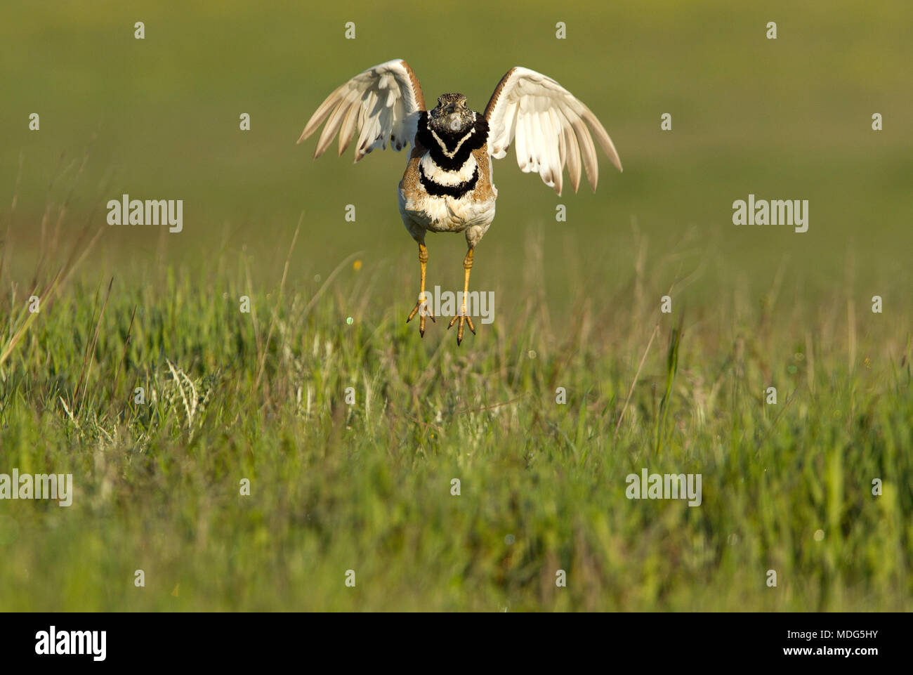 Tretrax tetrax hi-res stock photography and images - Alamy