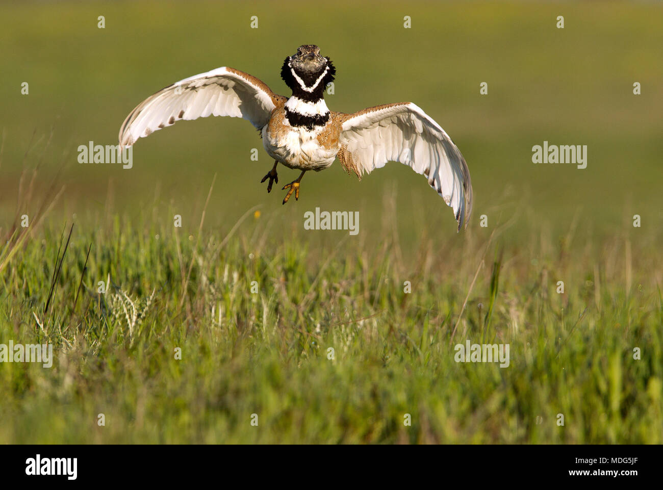 Otis tetrax tetrax tetrax hi-res stock photography and images - Alamy