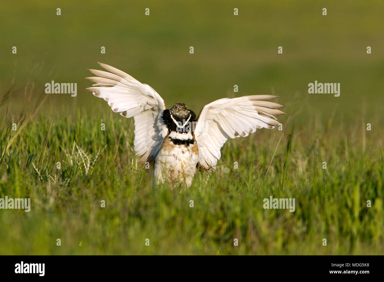 Tretrax tetrax hi-res stock photography and images - Alamy