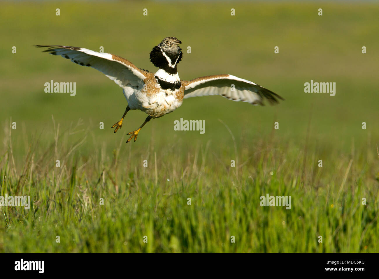 Tretrax tetrax hi-res stock photography and images - Alamy