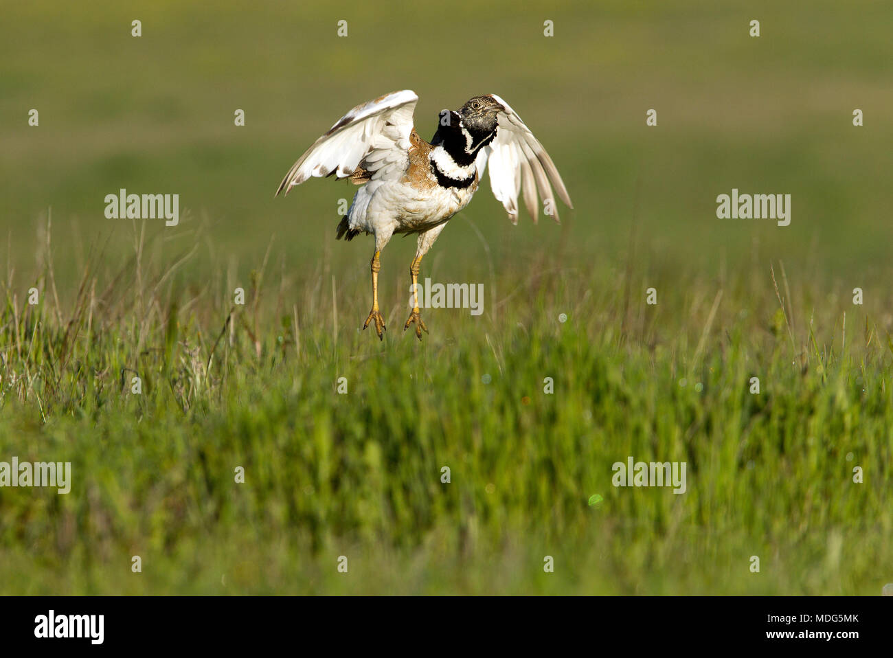 Tretrax tetrax hi-res stock photography and images - Alamy