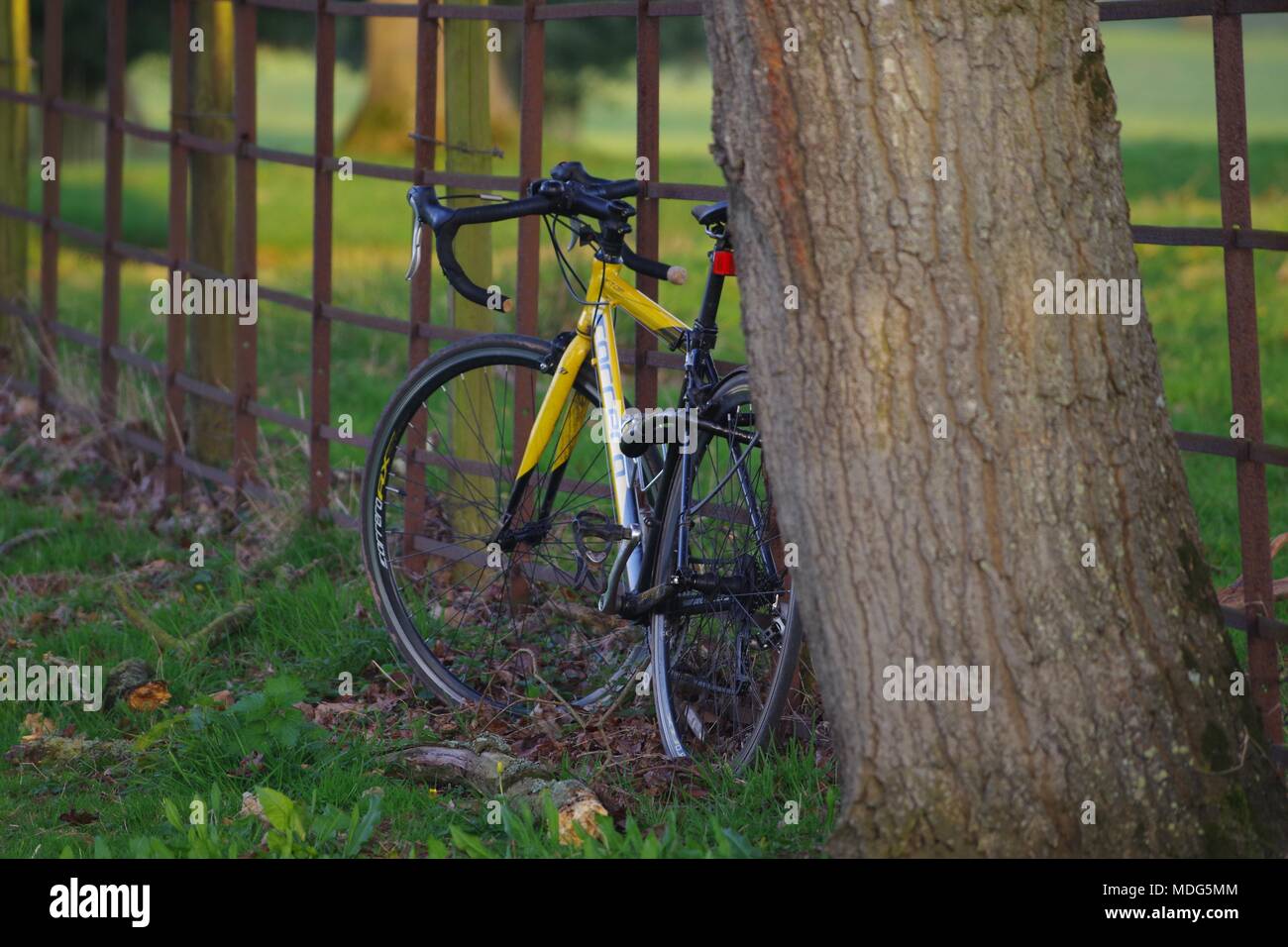 Yellow Racing Bike by an Iron Victorian Farm Fence and English Oak Tree ...