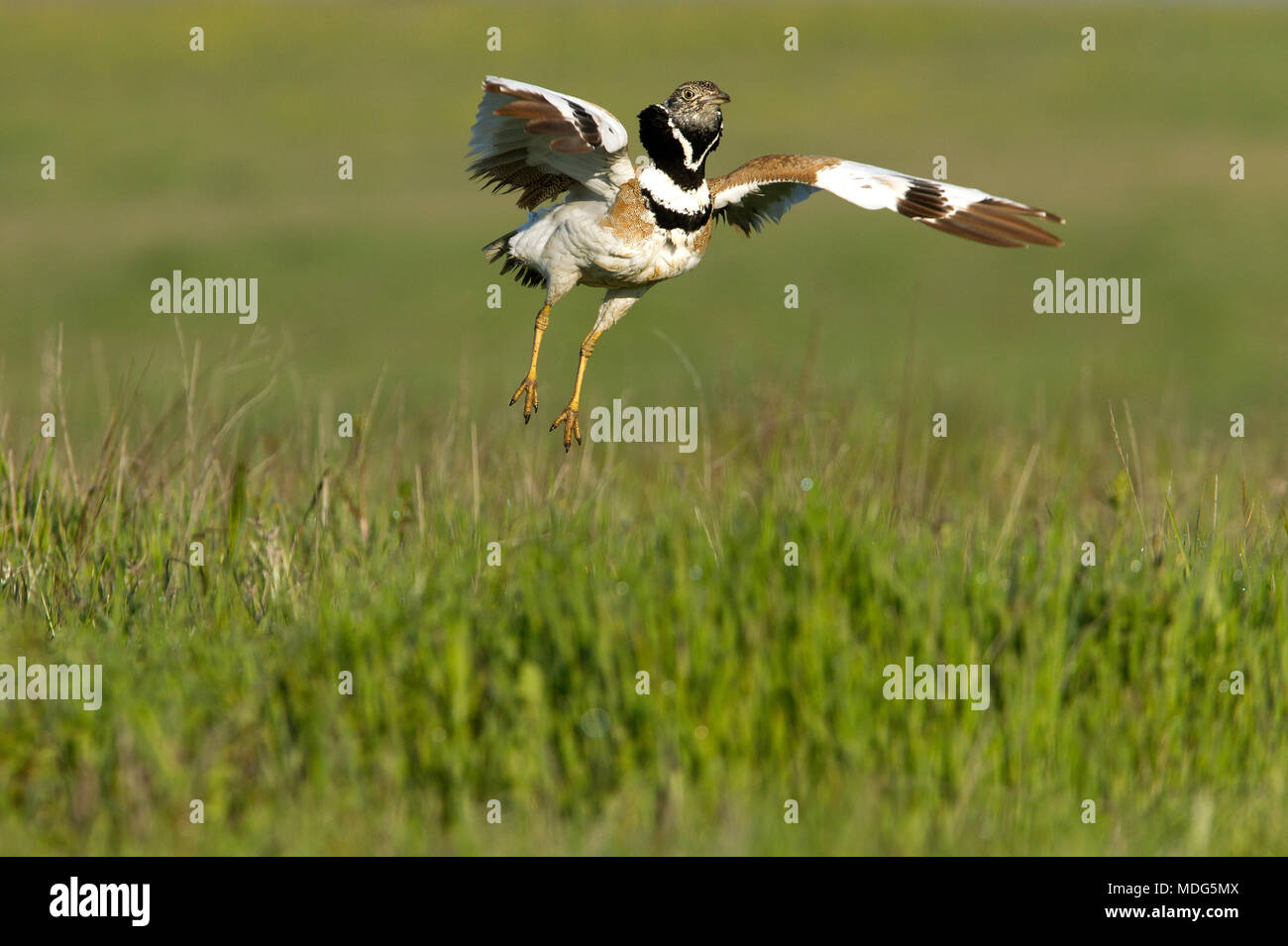 Tretrax tetrax hi-res stock photography and images - Alamy