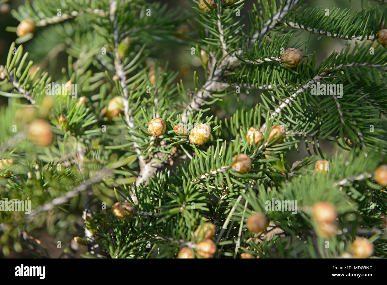 Conifer cones on a tree in Beijing Botanic Garden, Beijing, China Stock ...