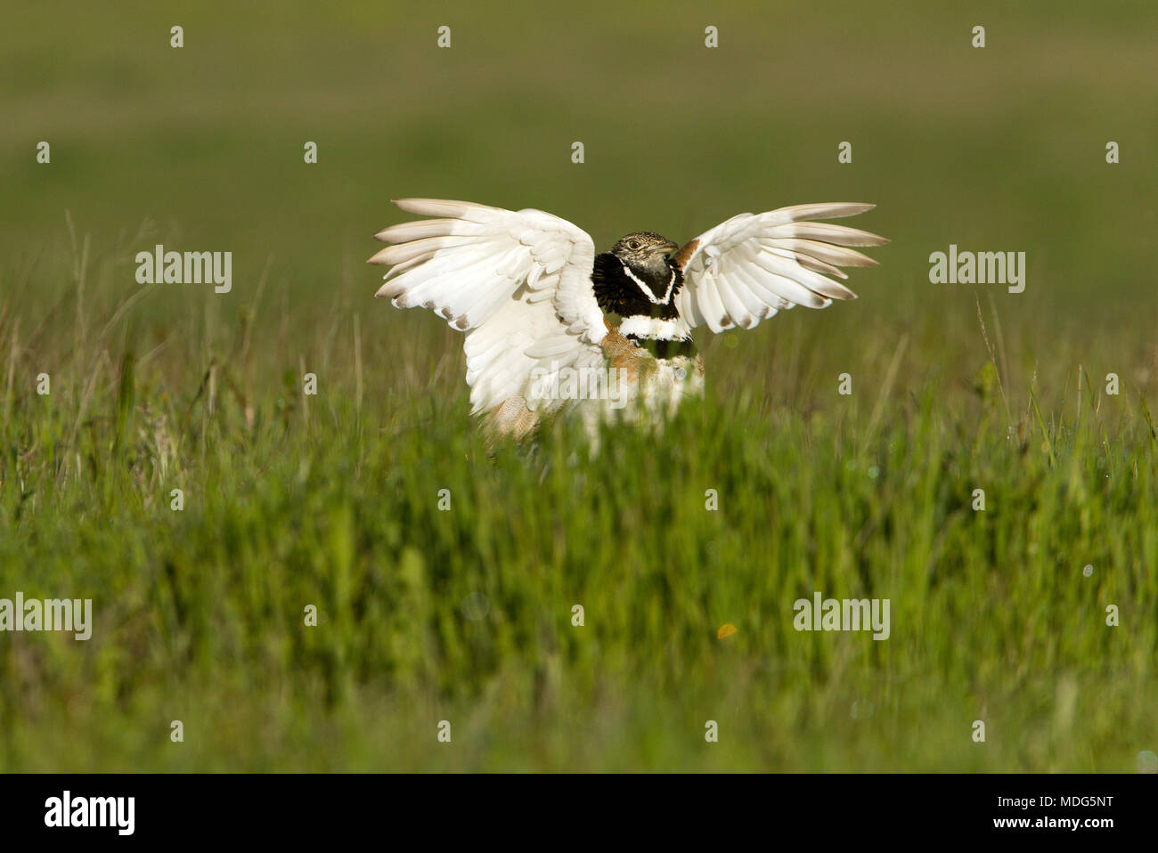 Tretrax tetrax hi-res stock photography and images - Alamy