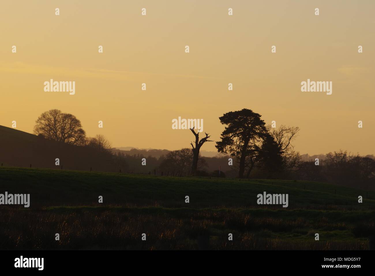 Silhouetted Woodland at Sunset. Powderham Castle Farmland. Exe Estuary ...