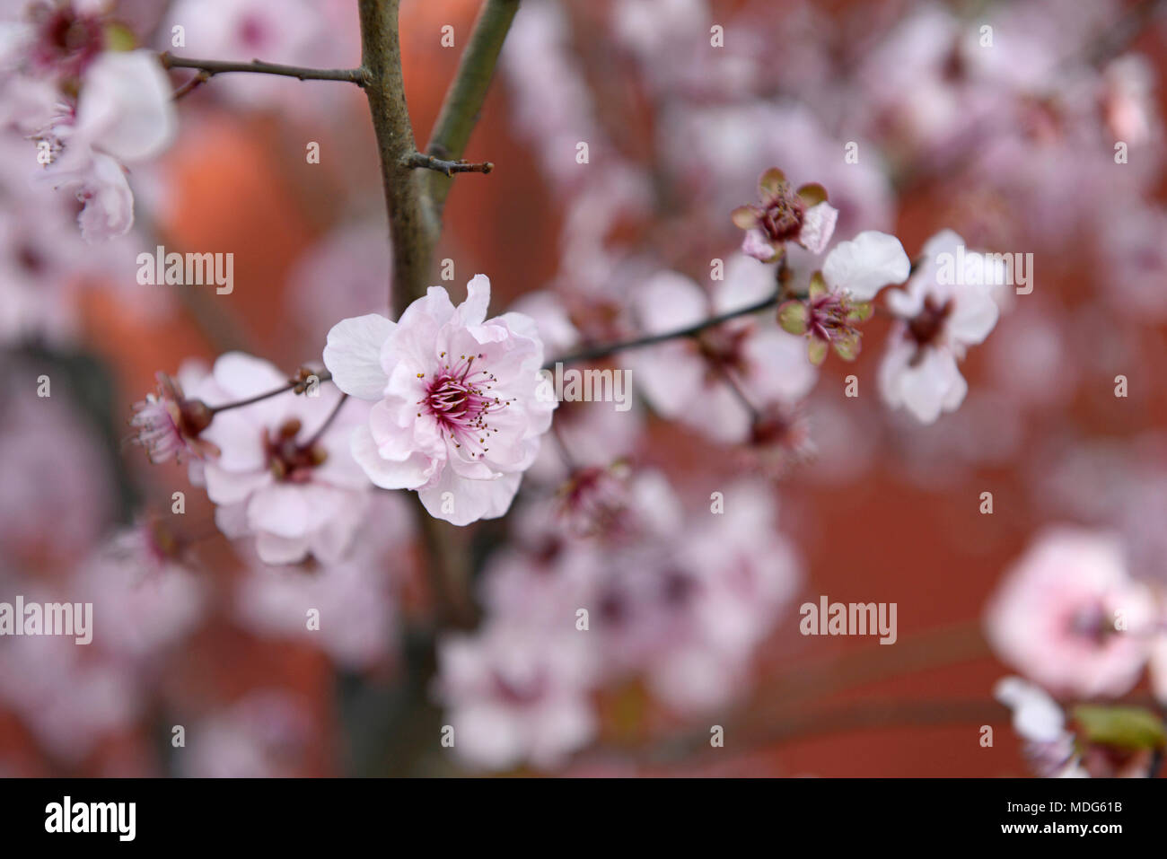 Flowering cherry tree in Beijing Botanical Garden, Beijing, China Stock ...