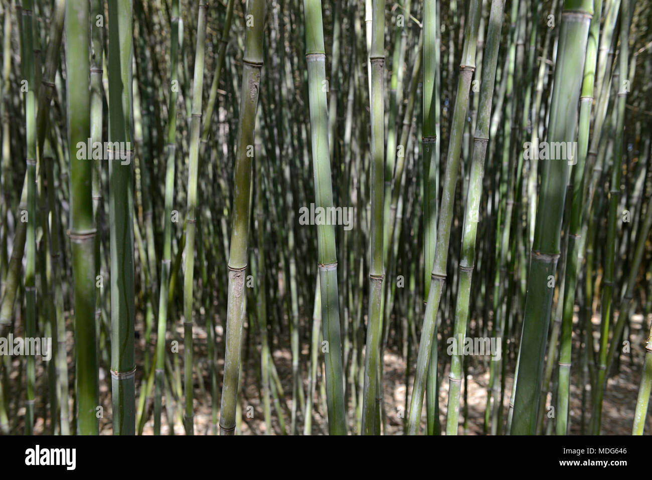 Bamboo culms grow at the Beijing Botanic Garden (North garden) in the ...