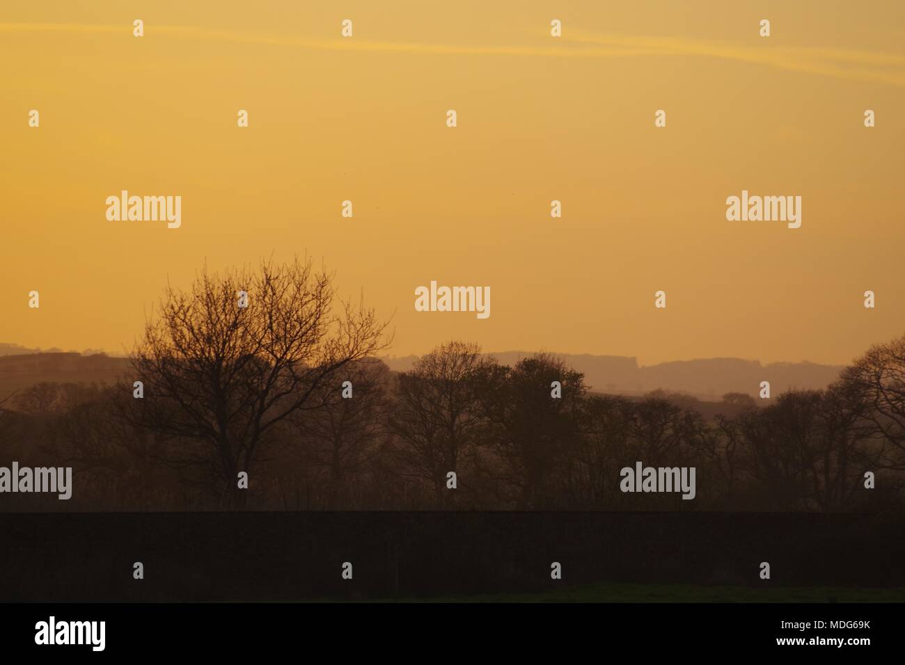 Silhouetted Woodland at Sunset. Powderham Castle Farmland. Exe Estuary ...