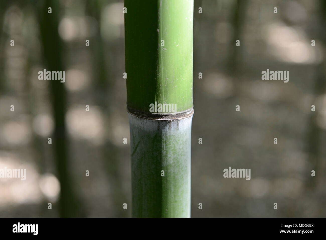 Node of a bamboo culm growing at the Beijing Botanic Garden (North ...