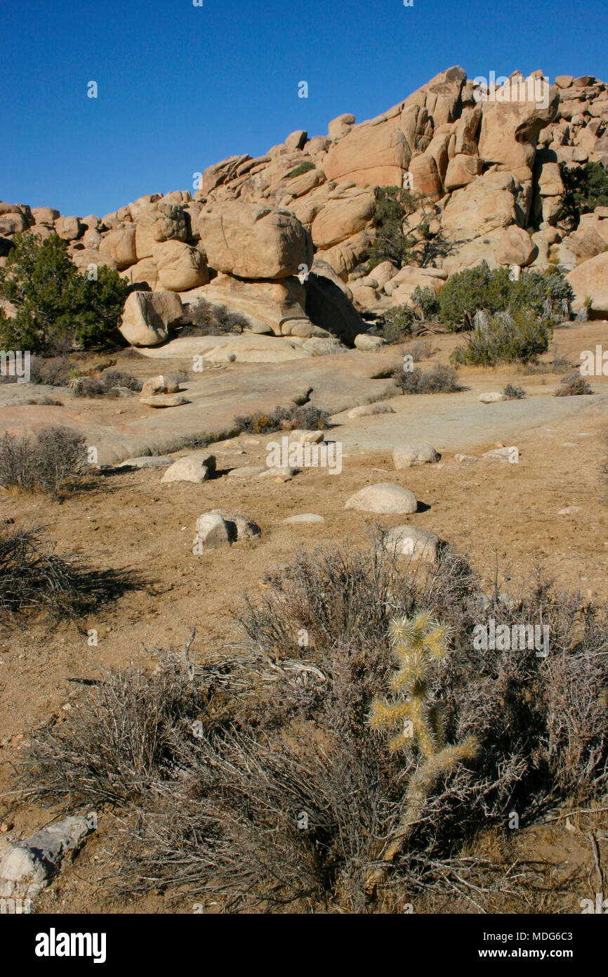 Jumping Cholla Cactus Field in Joshua Tree National Park, California ...