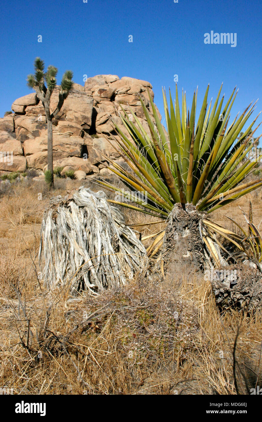 Joshua Tree Landscape Yucca Brevifolia Mojave Desert Joshua Tree ...