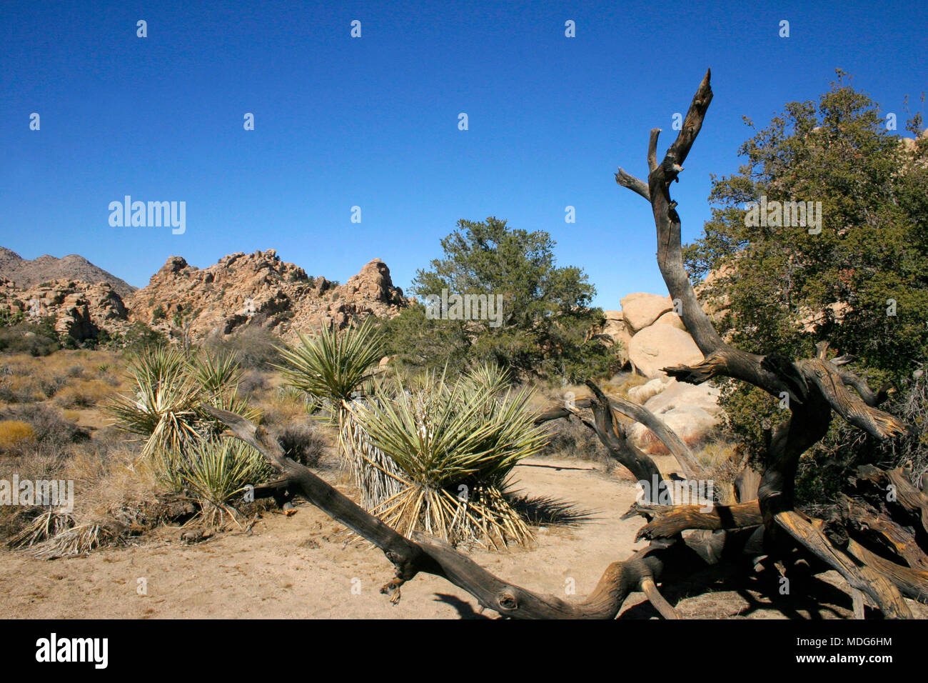 Rock Climb Joshua Tree Big Rocks Yucca Brevifolia Mojave Desert Joshua ...