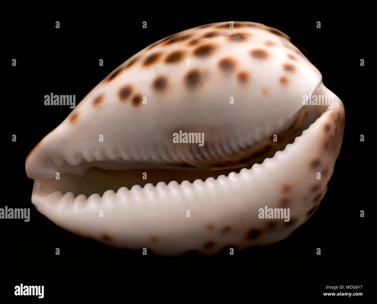 Seashell of a Tiger Cowry (Cypraea tigris tigris). Malacology ...