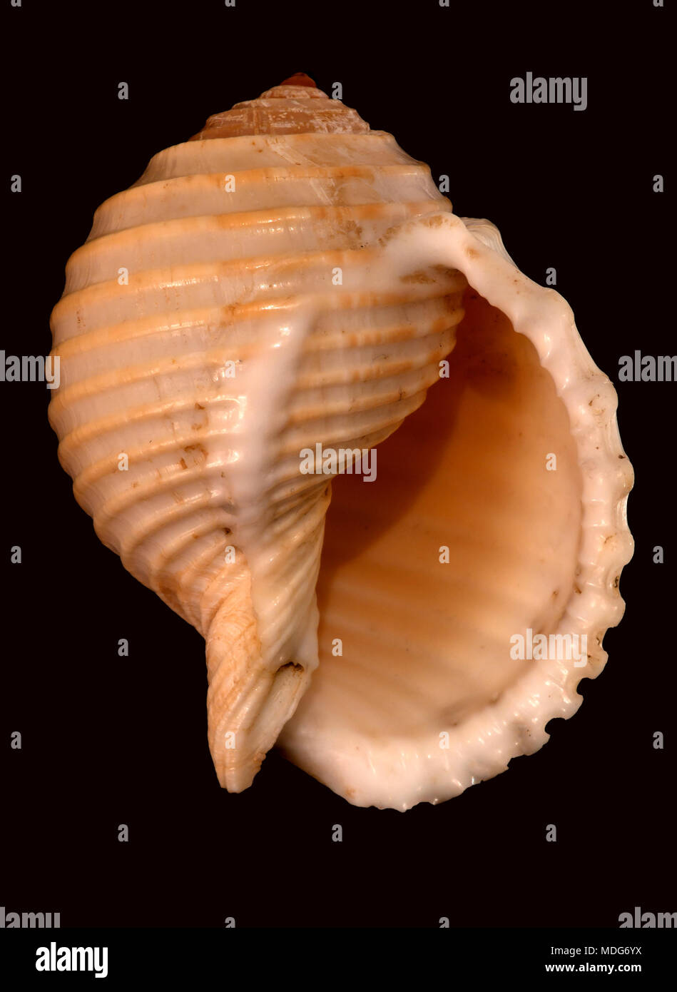 Seashell of Tonna allium, Malacology collection, Spain, Europe Stock ...