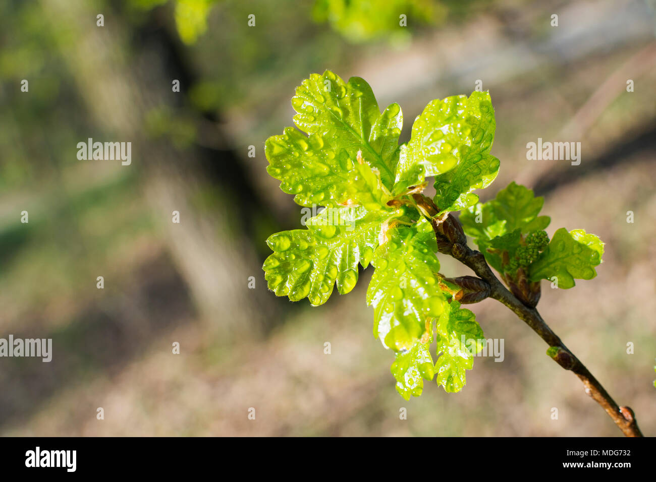 Wet young oak leaves hi-res stock photography and images - Alamy