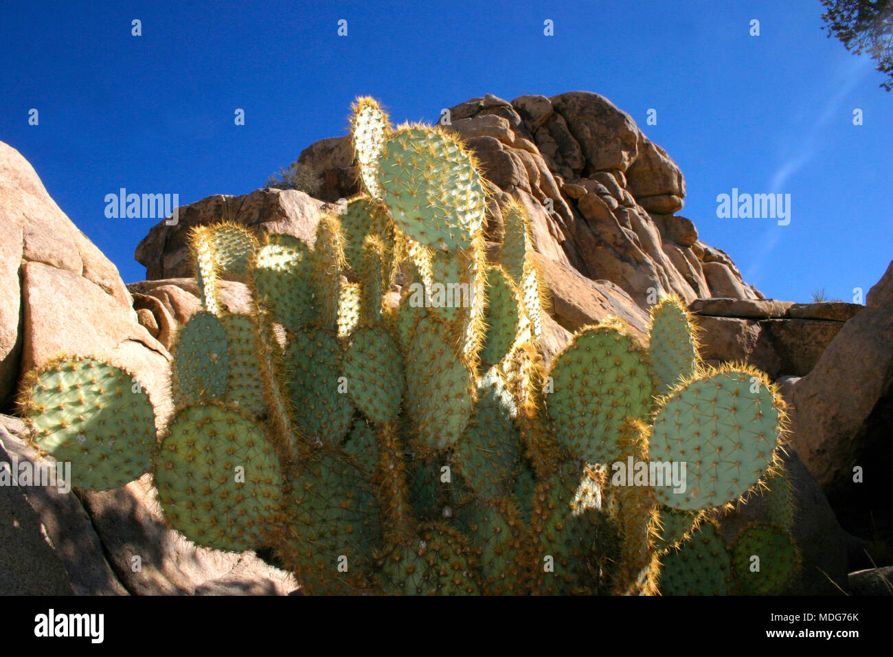 Rock Climb Hidden Valley Big Rocks Prickly Pear Cactus Mojave Desert ...