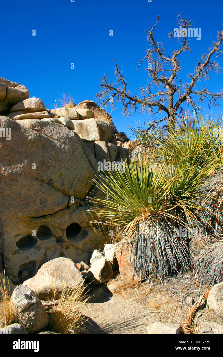 Joshua Tree Landscape Yucca Brevifolia Mojave Desert Joshua Tree ...