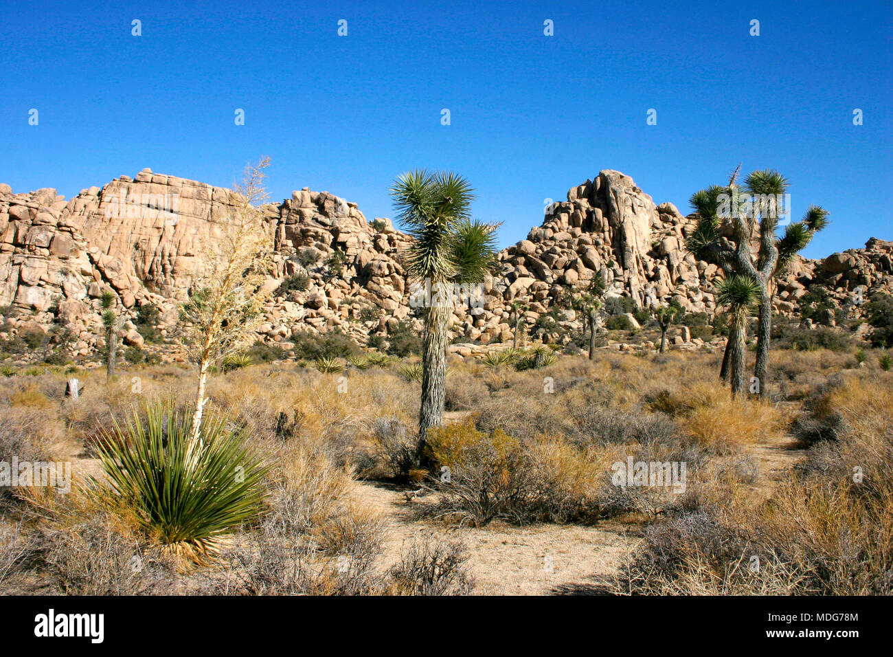 Rock Climb Joshua Tree Big Rocks Yucca Brevifolia Mojave Desert Joshua ...
