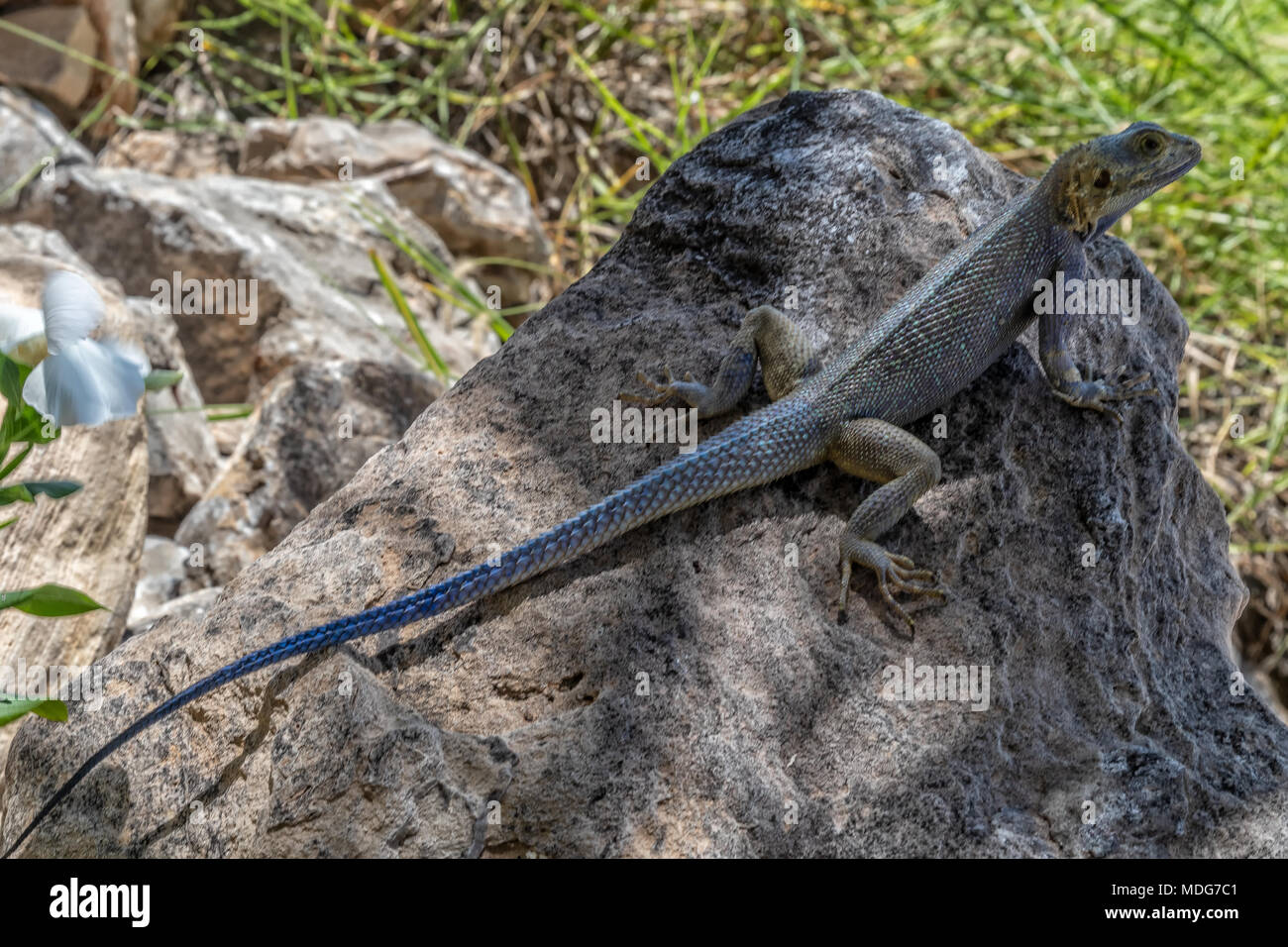 Blue collared lizard hi-res stock photography and images - Alamy