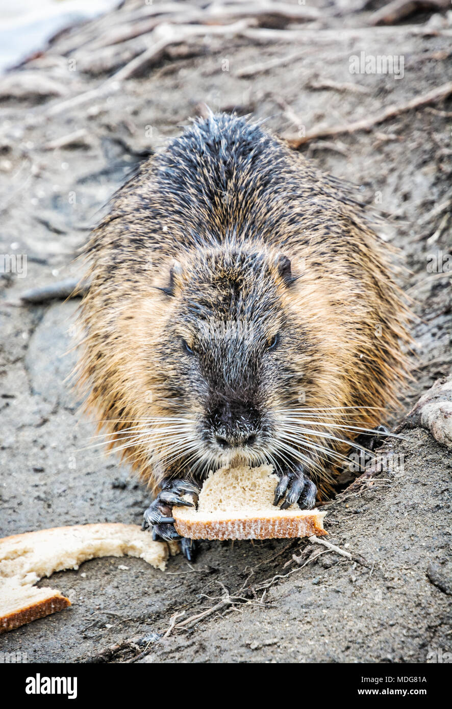 Muskrat - Ondatra zibethicus is eating bread. Animal humorous portrait ...