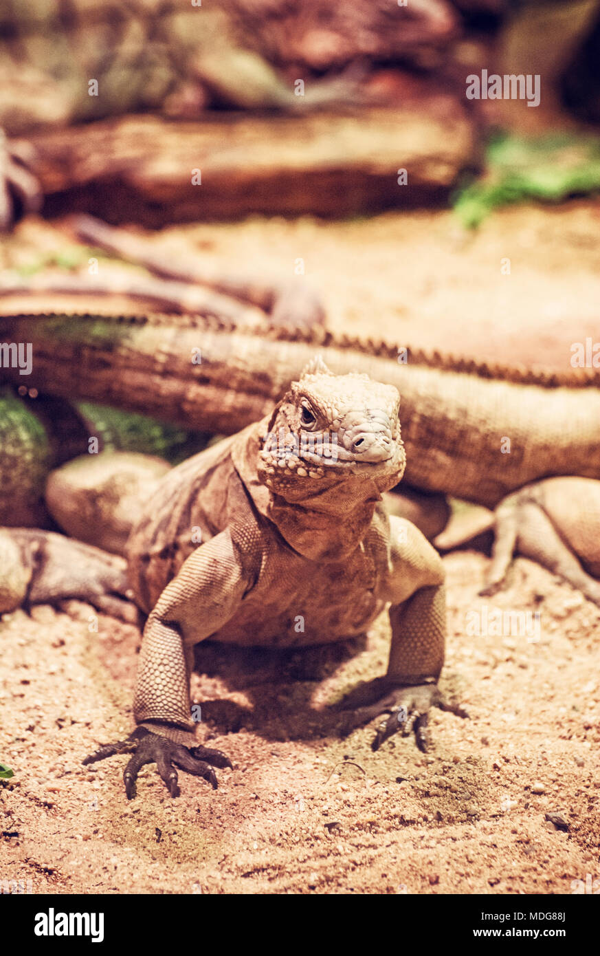 Close up photo of Cuban rock iguana - Cyclura nubile. Lizard scene ...