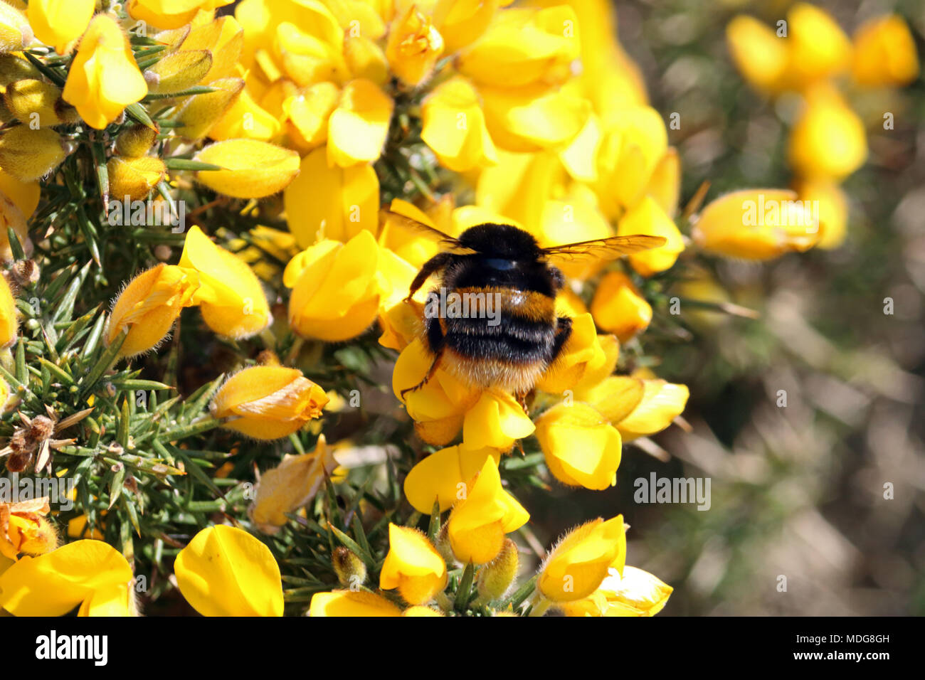 A bumble bee feeding on the sweet nectar of a spring flowering yellow ...