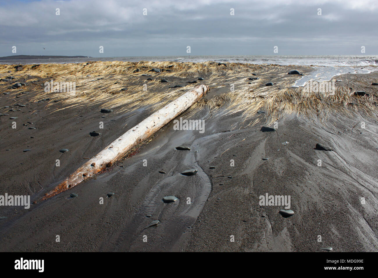 Maritime beach and driftwood hi-res stock photography and images - Alamy