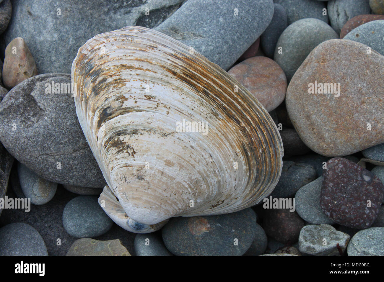 Clam shell washed up on Long Beach, Lower East Chezzetcook, Nova Scotia ...