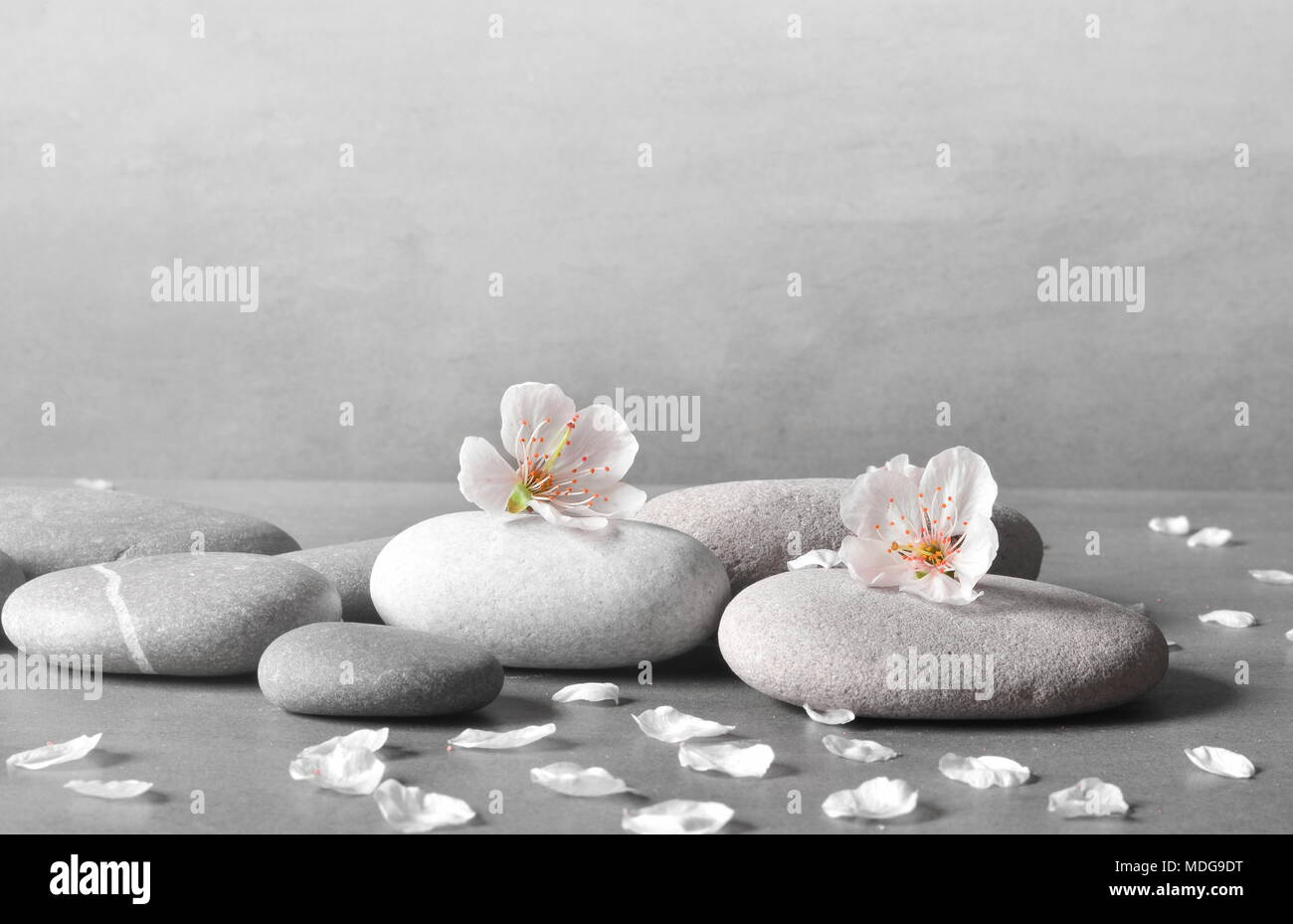 Beautiful flower and stone zen spa on grey background Stock Photo - Alamy