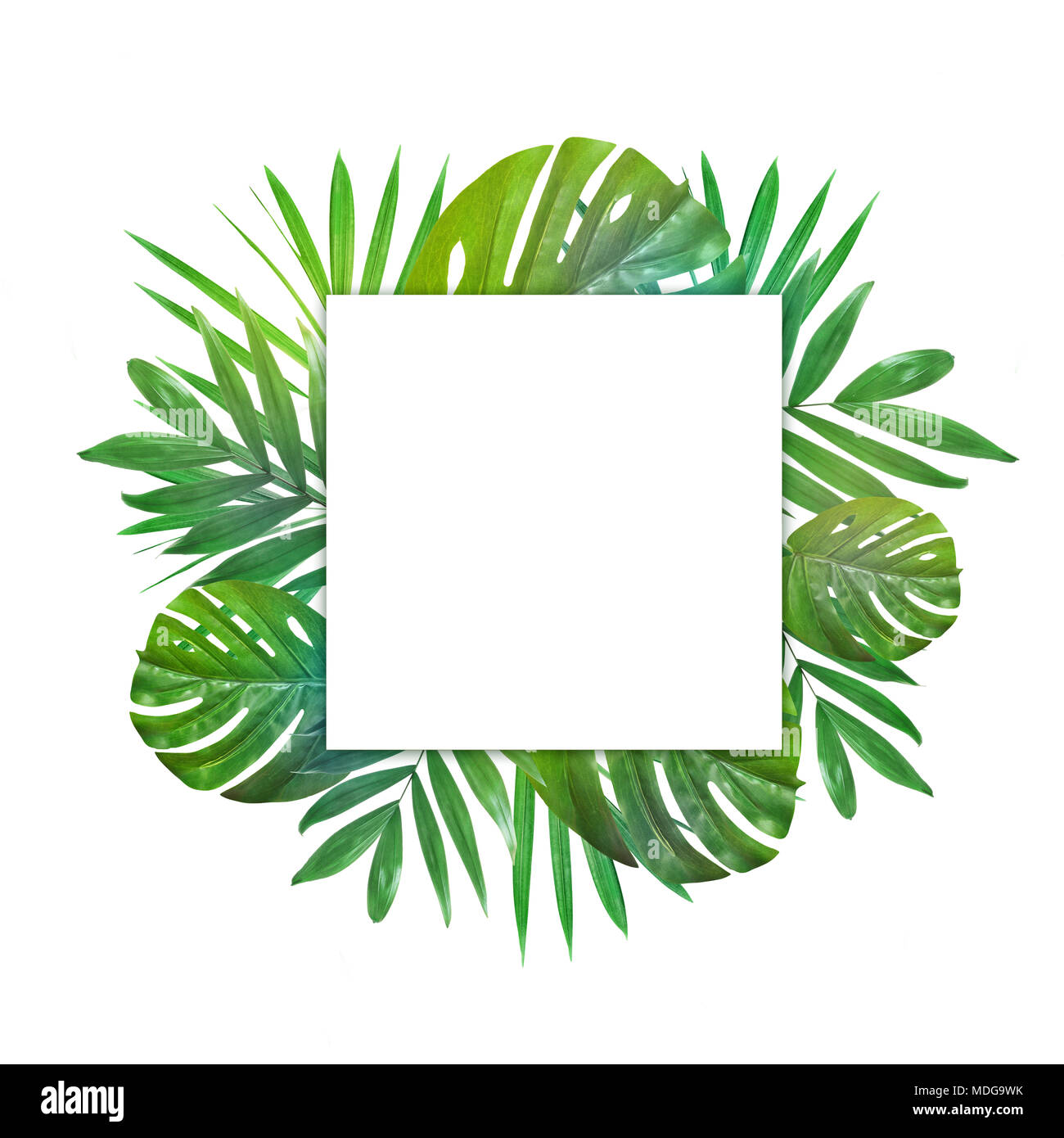 Palm leaves frame hi-res stock photography and images - Alamy
