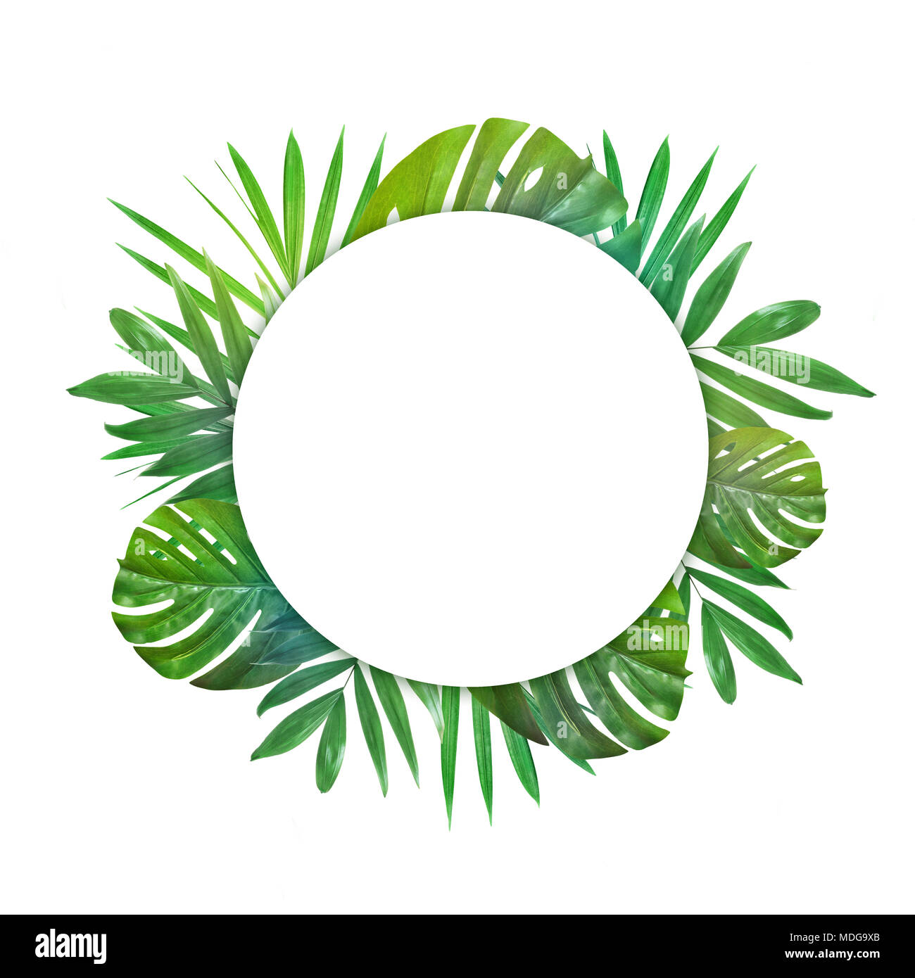Frame template tropical leaves Cut Out Stock Images & Pictures - Alamy