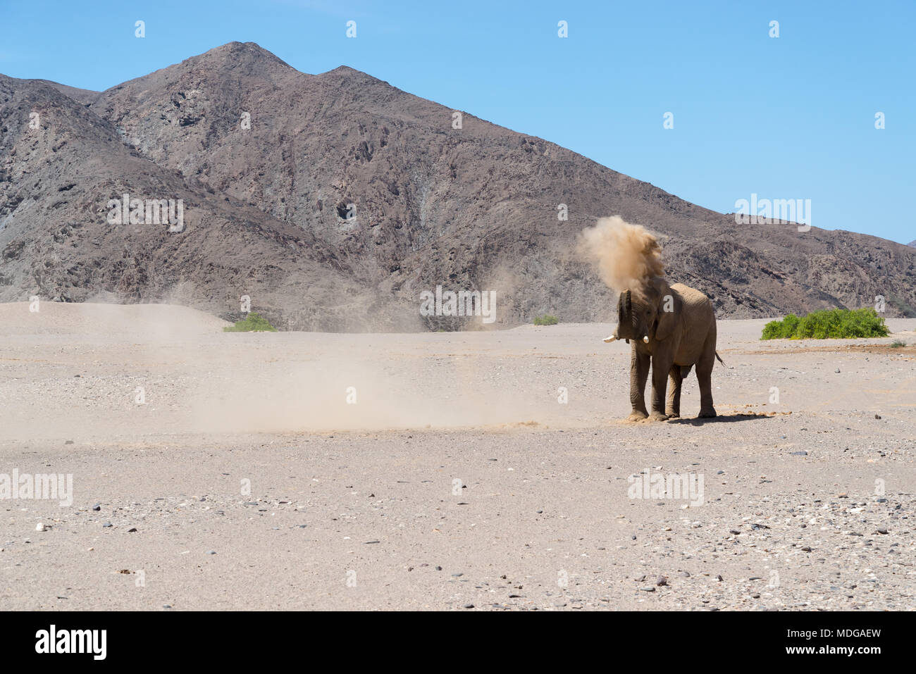 Charlie the Namibian Elephant Stock Photo - Alamy