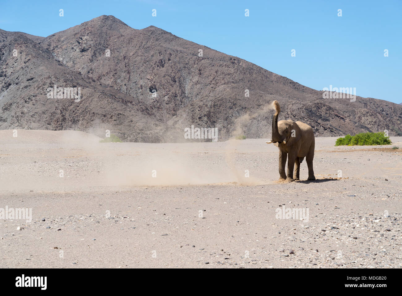 Charlie the Namibian Elephant Stock Photo - Alamy