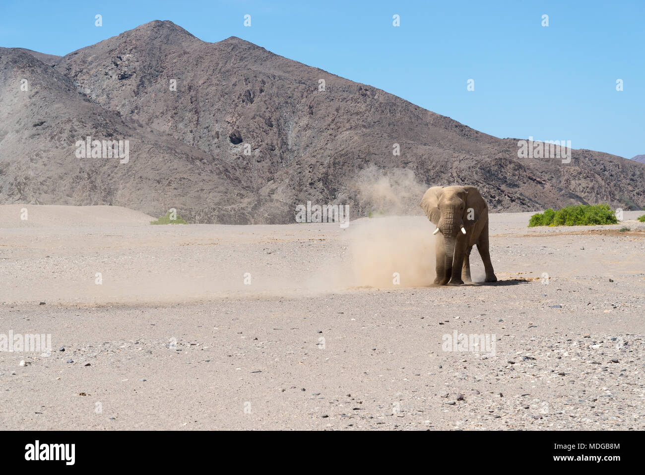 Charlie the Namibian Elephant Stock Photo - Alamy