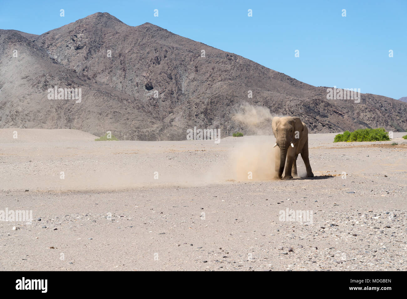Charlie the Namibian Elephant Stock Photo - Alamy