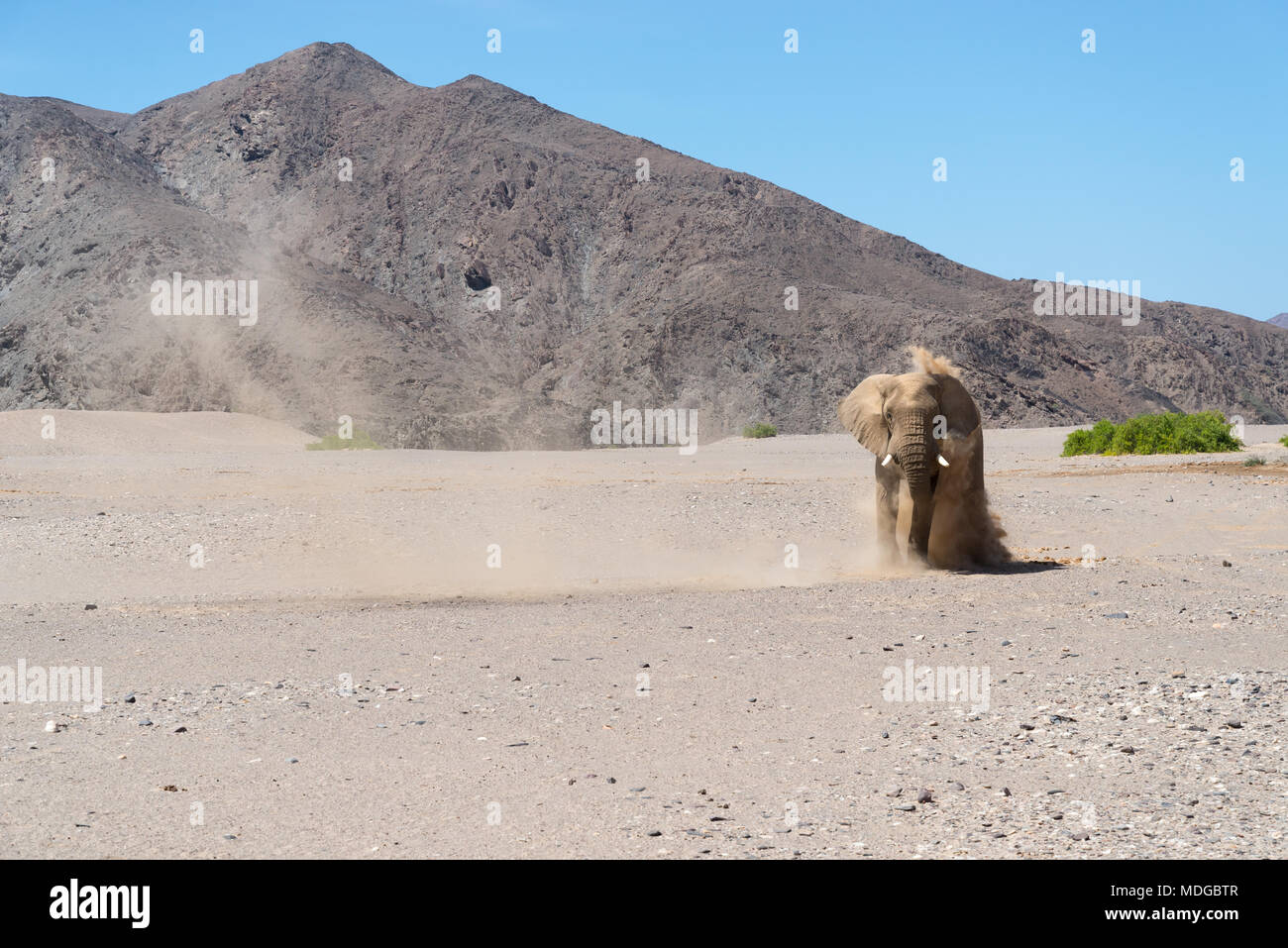 Charlie the Namibian Elephant Stock Photo - Alamy