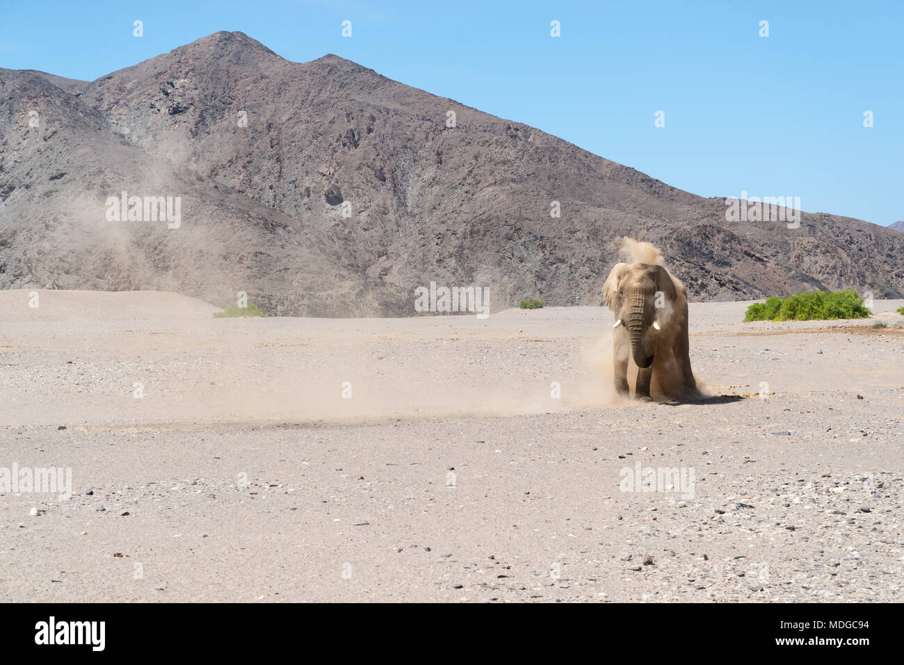 Charlie the Namibian Elephant Stock Photo - Alamy