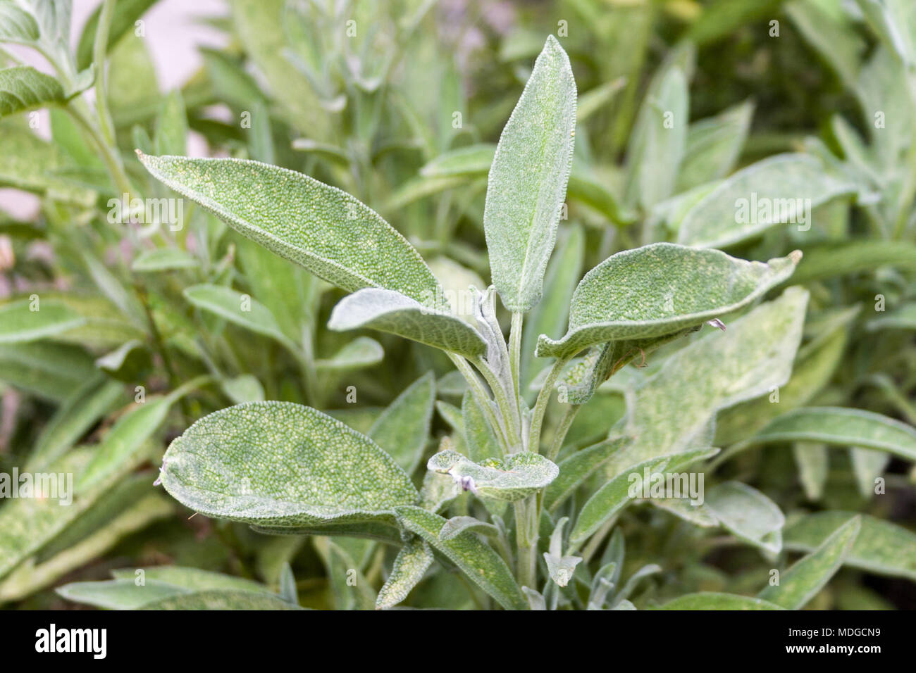 growing sage plant Stock Photo - Alamy
