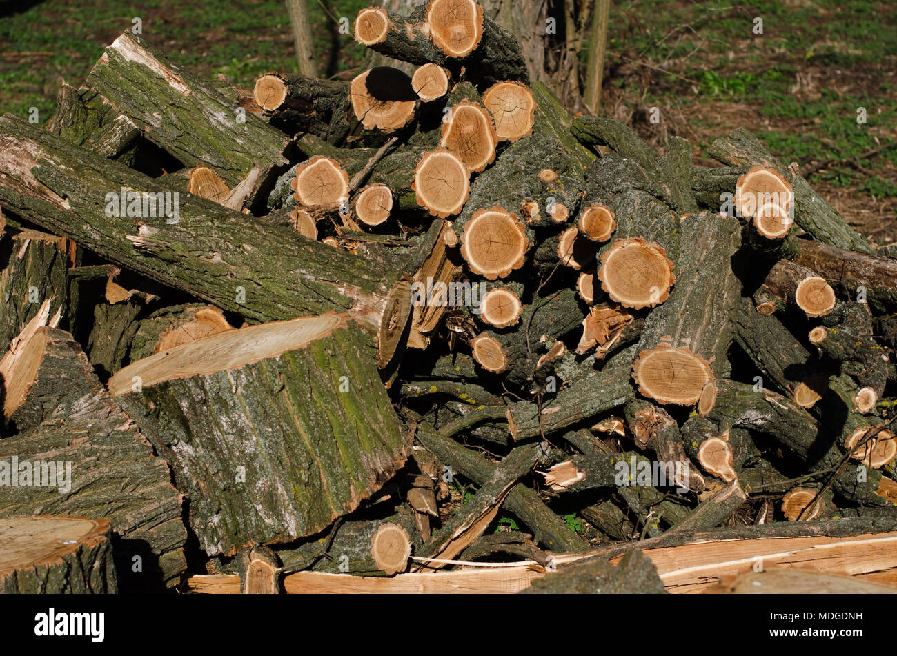 Stack of construction raw timber in sawmill yard Stock Photo - Alamy