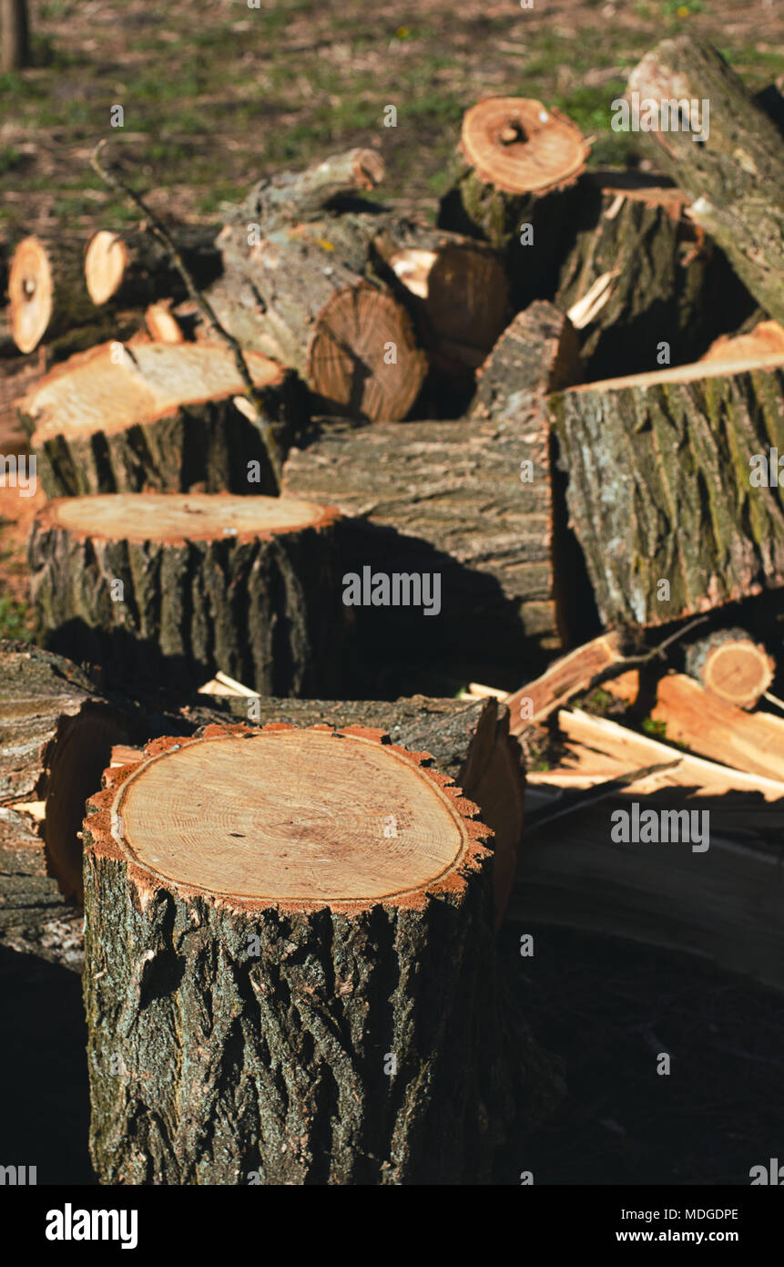 Stack of construction raw timber in sawmill yard Stock Photo - Alamy