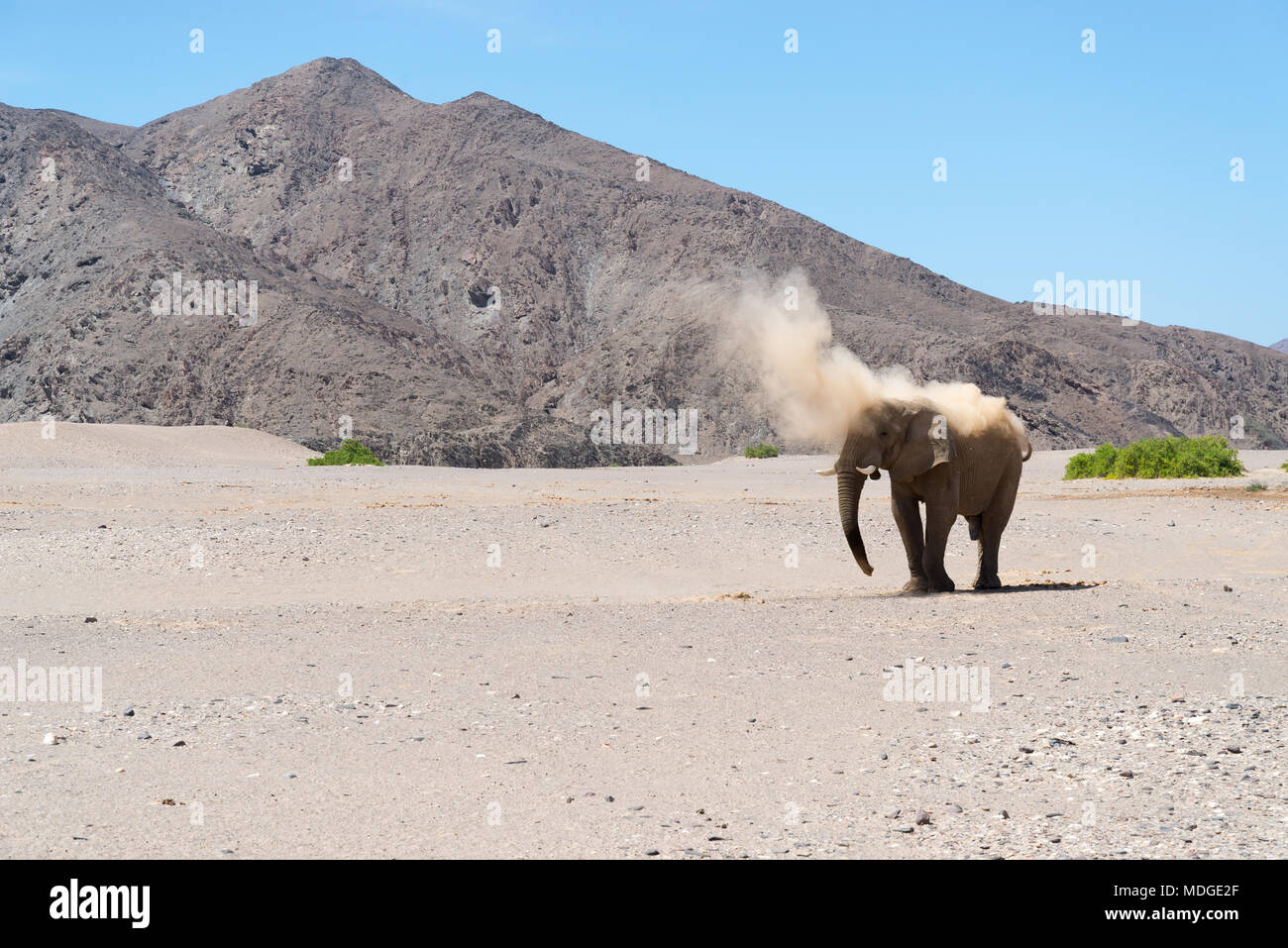 Charlie the Namibian Elephant Stock Photo - Alamy