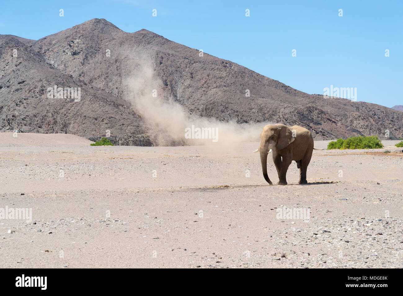 Charlie the Namibian Elephant Stock Photo - Alamy