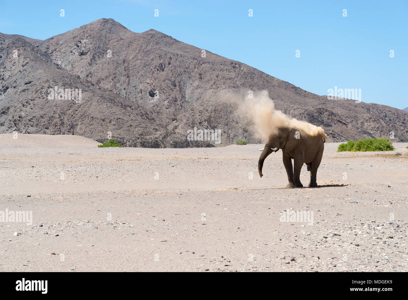Charlie the Namibian Elephant Stock Photo - Alamy
