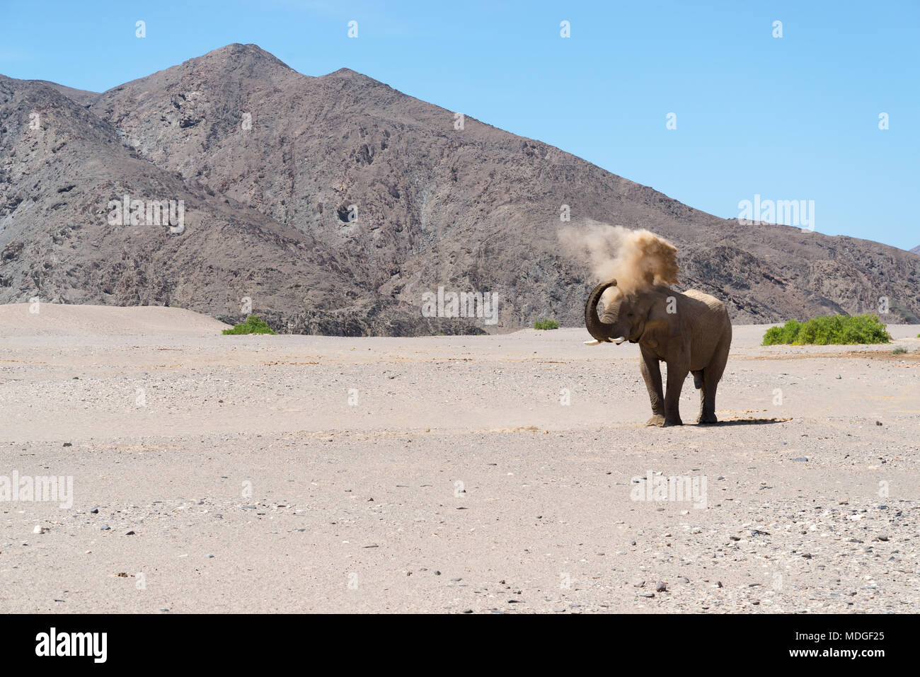 Charlie the Namibian Elephant Stock Photo - Alamy